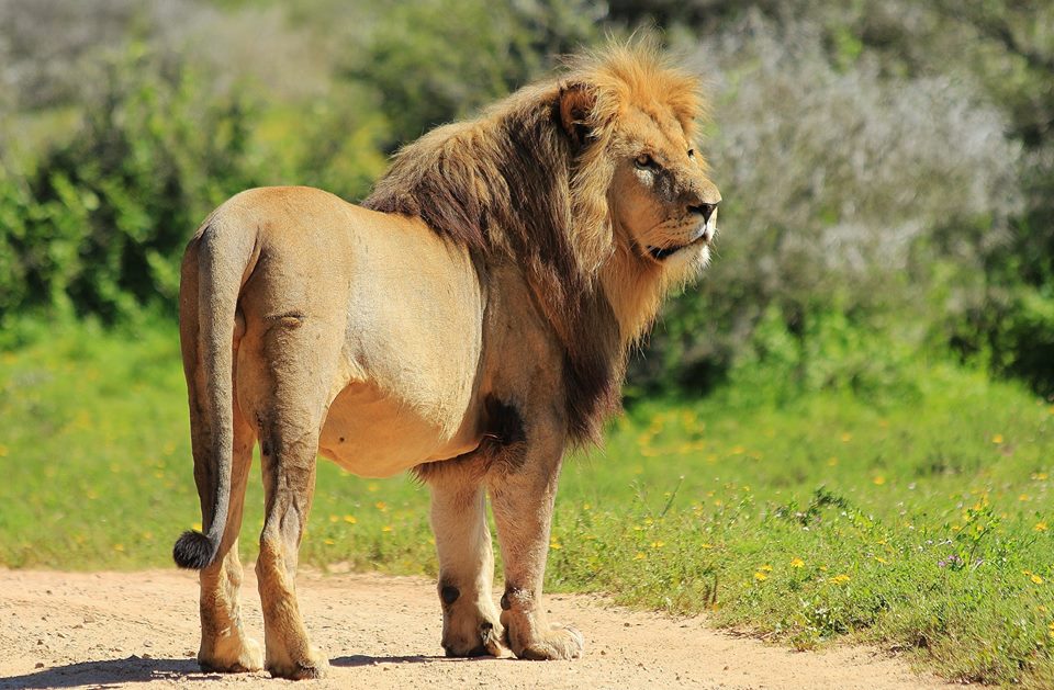 Shocking video of lions roaming freely along Mombasa Road