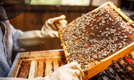 Best Apiculture, Bee Keeping and Honey Processing Colleges - Diploma